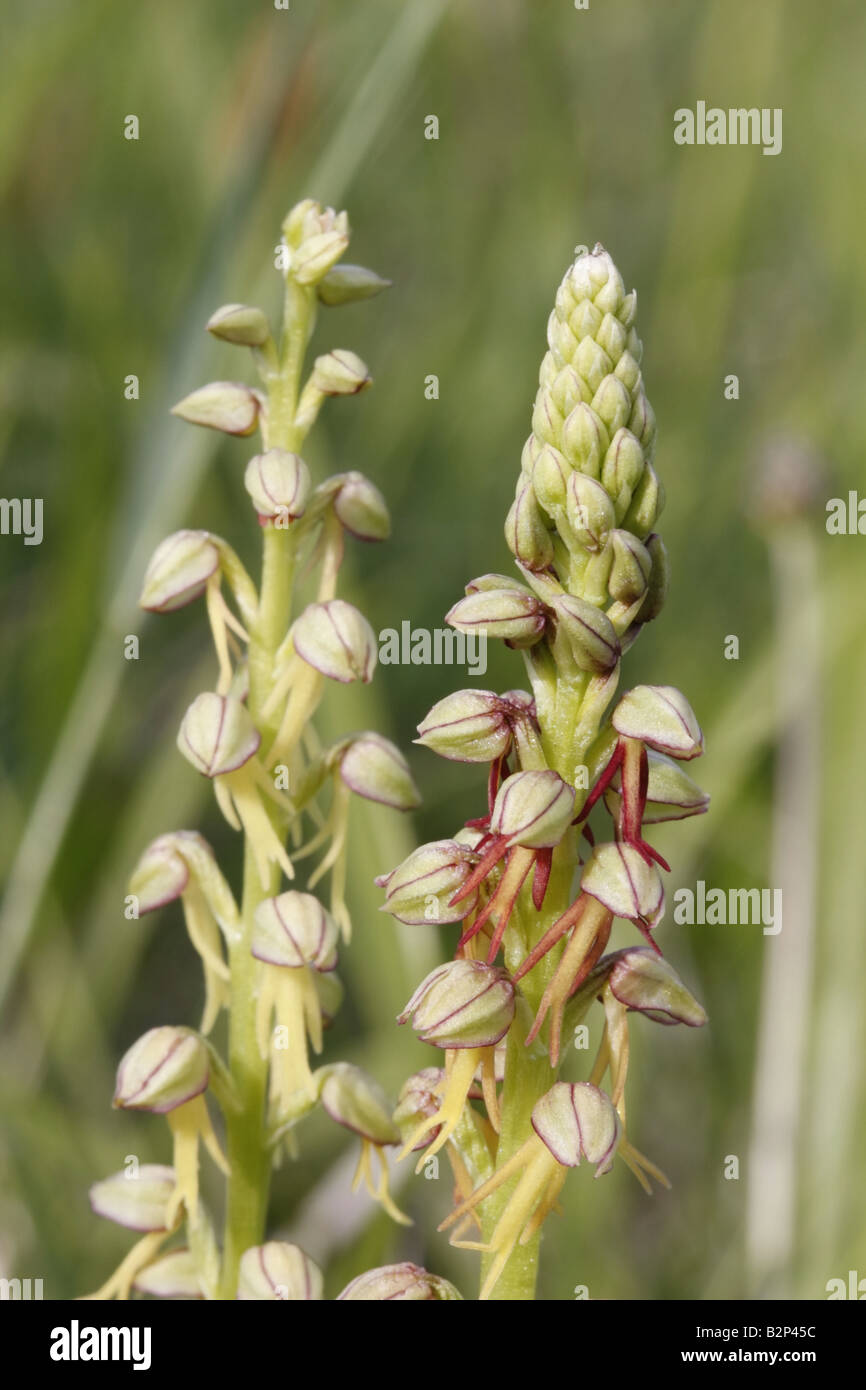 Man Orchids, orchis anthropophora Stock Photo - Alamy