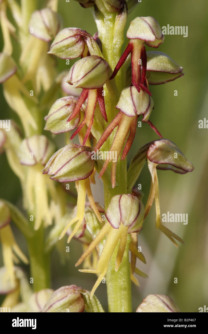 Close-up of Man Orchid, orchis anthropophora Stock Photo - Alamy