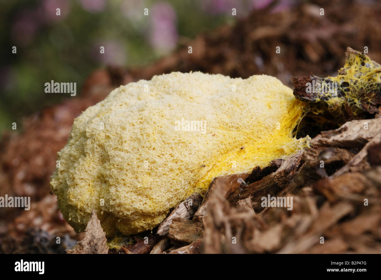 Dog vomit slime mold hi-res stock photography and images - Alamy
