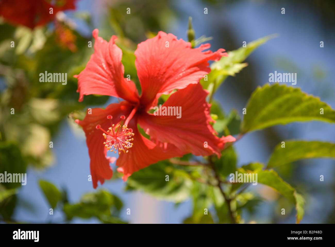 tropical flower bali indonesia hawaii red sun hibiscus leaves Stock ...