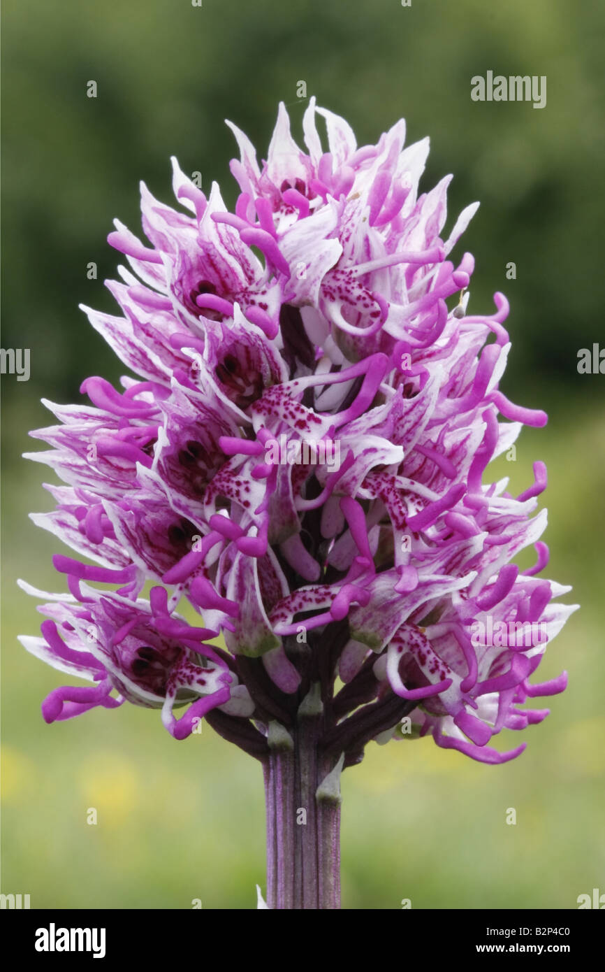 Monkey orchids hi-res stock photography and images - Alamy