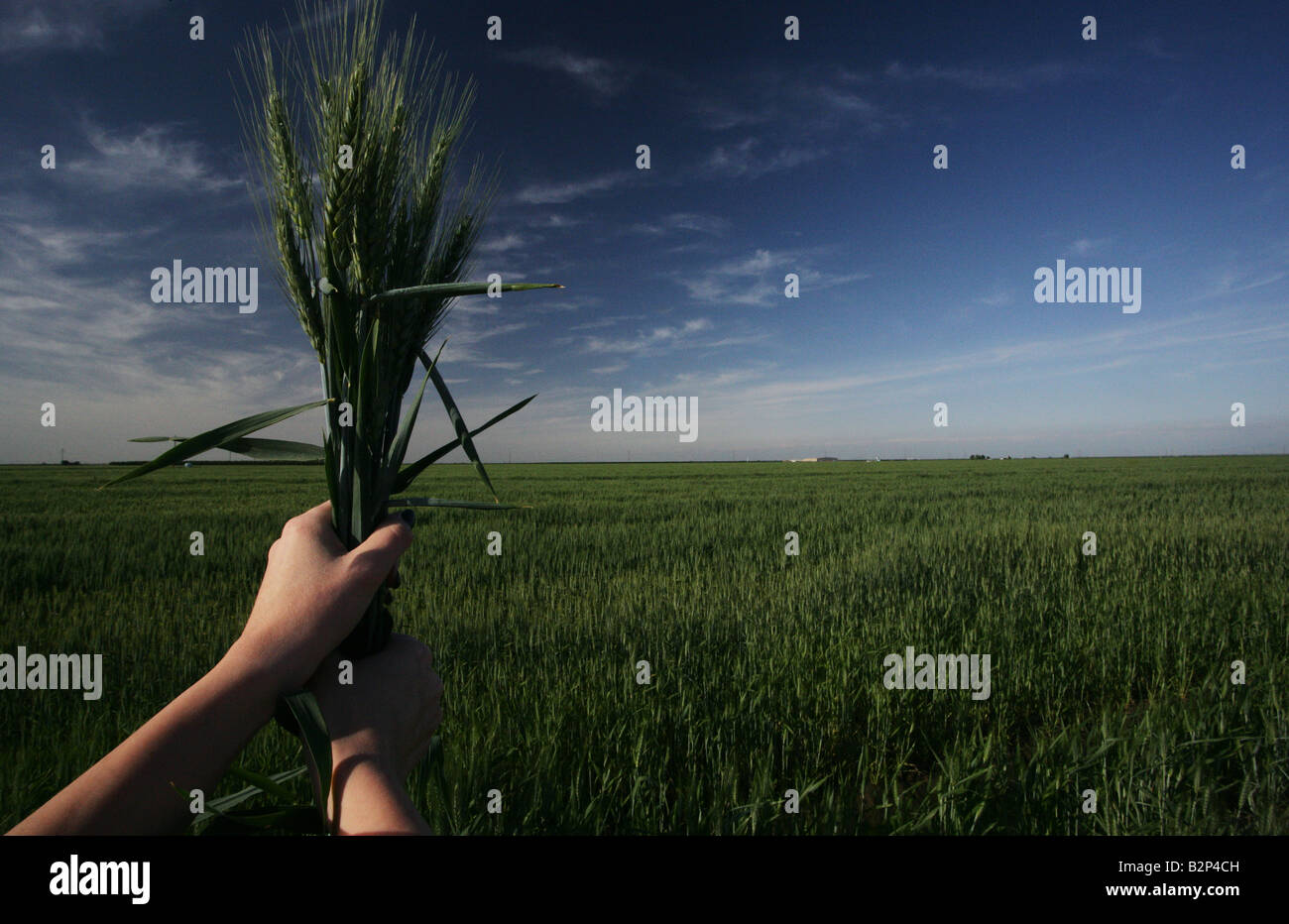 Woman's hands holding bundle of wheat in field Stock Photo - Alamy