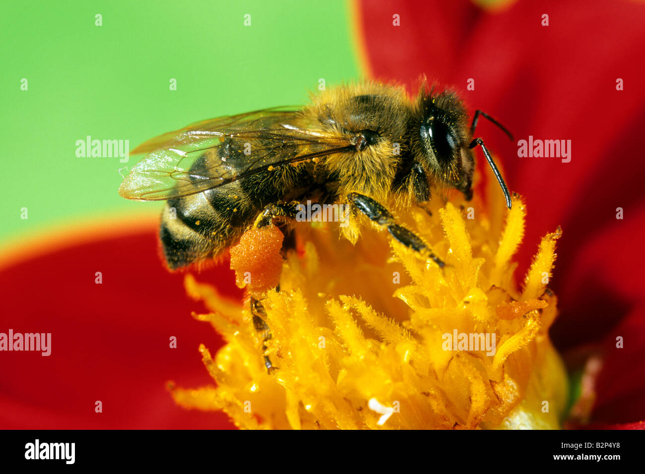 Honey Bee (Apis mellifica, Apis mellifera) on flower Stock Photo - Alamy