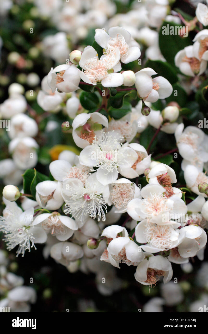 Luma apiculata hi-res stock photography and images - Alamy