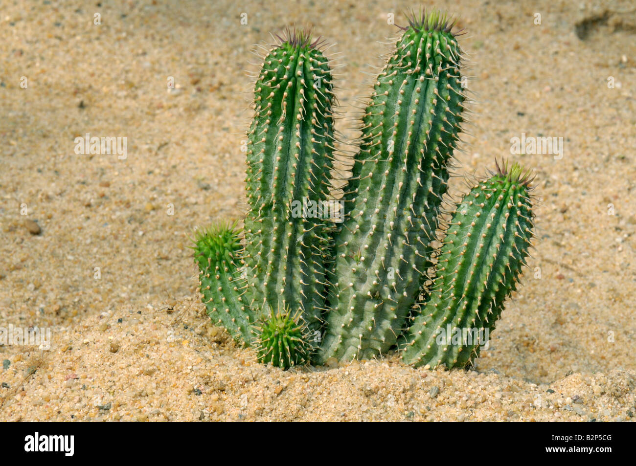 Succulent shrub hi-res stock photography and images - Alamy