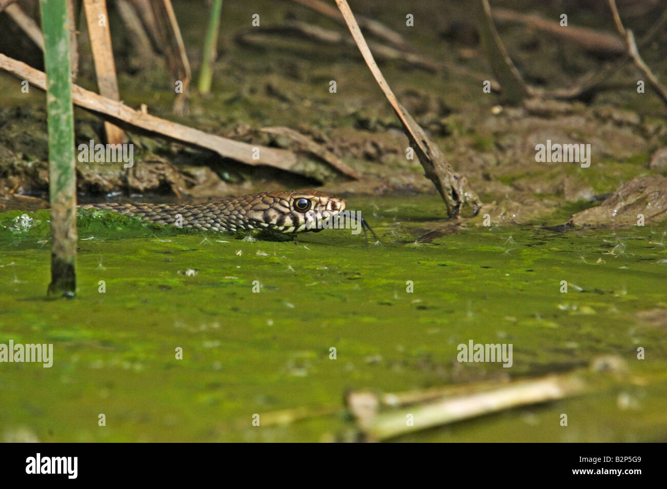 rat snake swimming in a pond covered with algae Stock Photo - Alamy