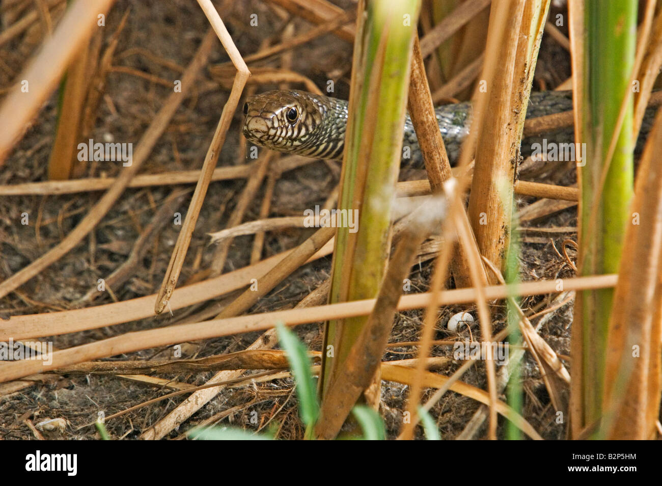 Asian Rat Snake High Resolution Stock Photography and Images - Alamy