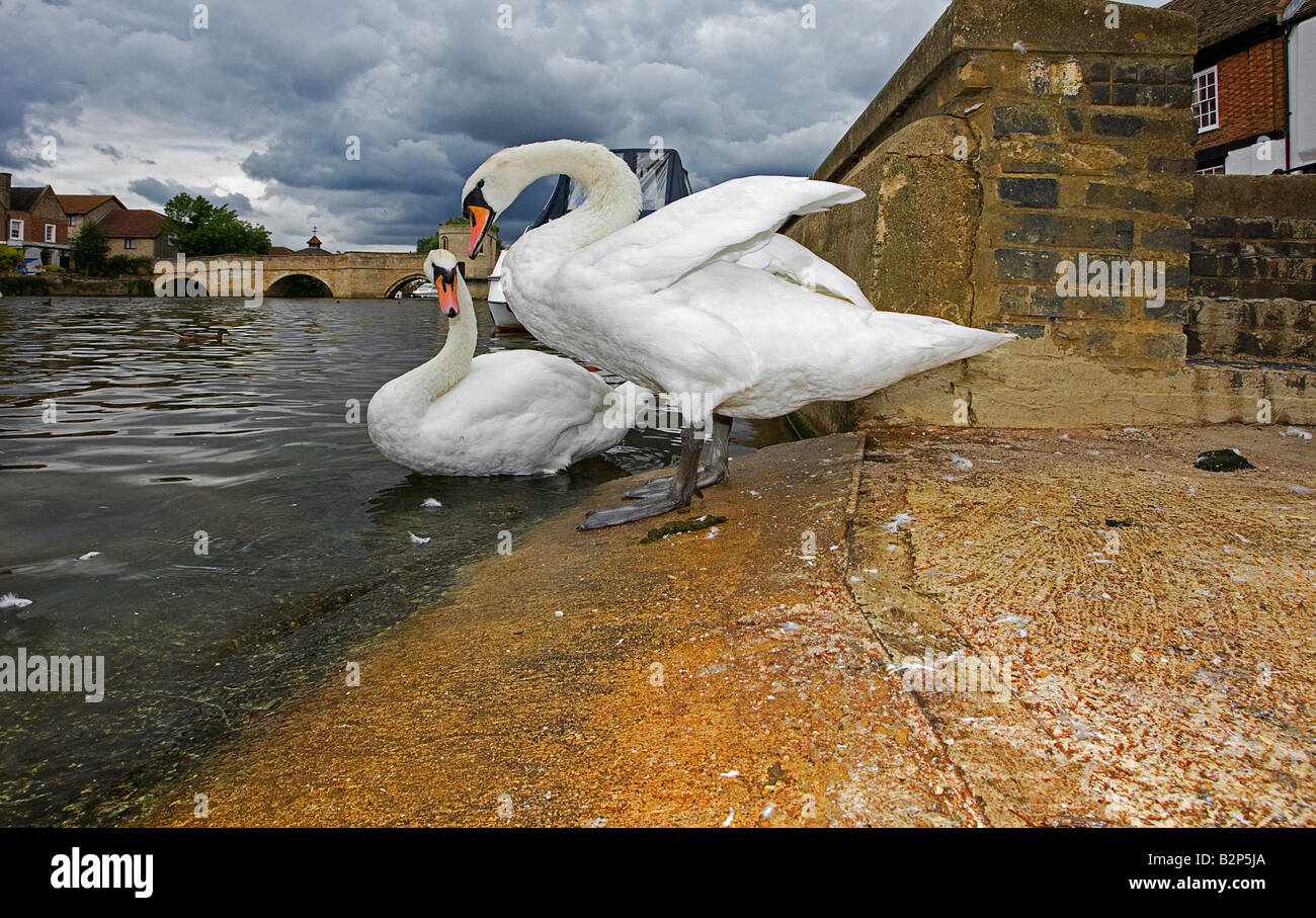 Swans at St.Ives.Cambridgeshire Stock Photo - Alamy