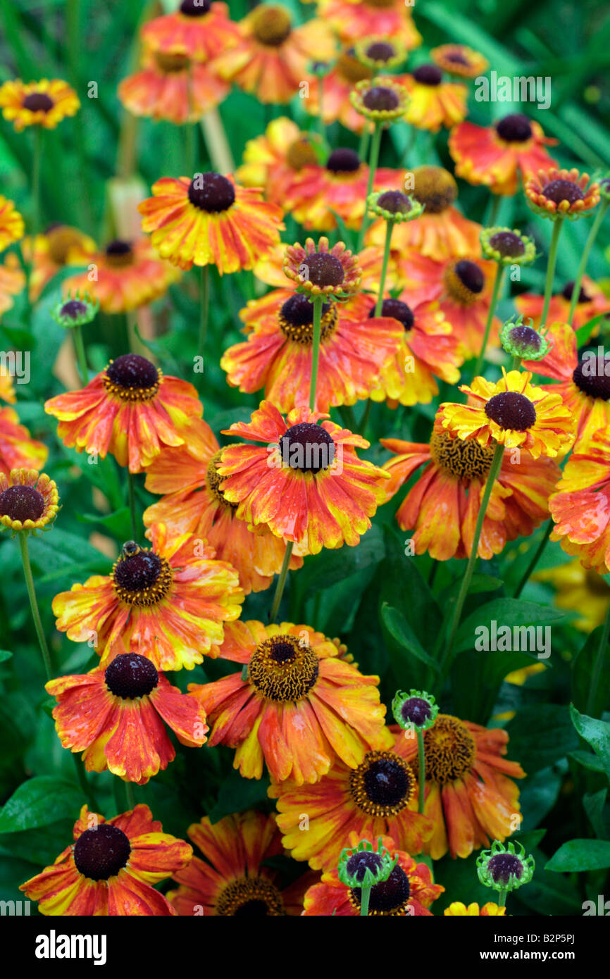 Short helenium hi-res stock photography and images - Alamy