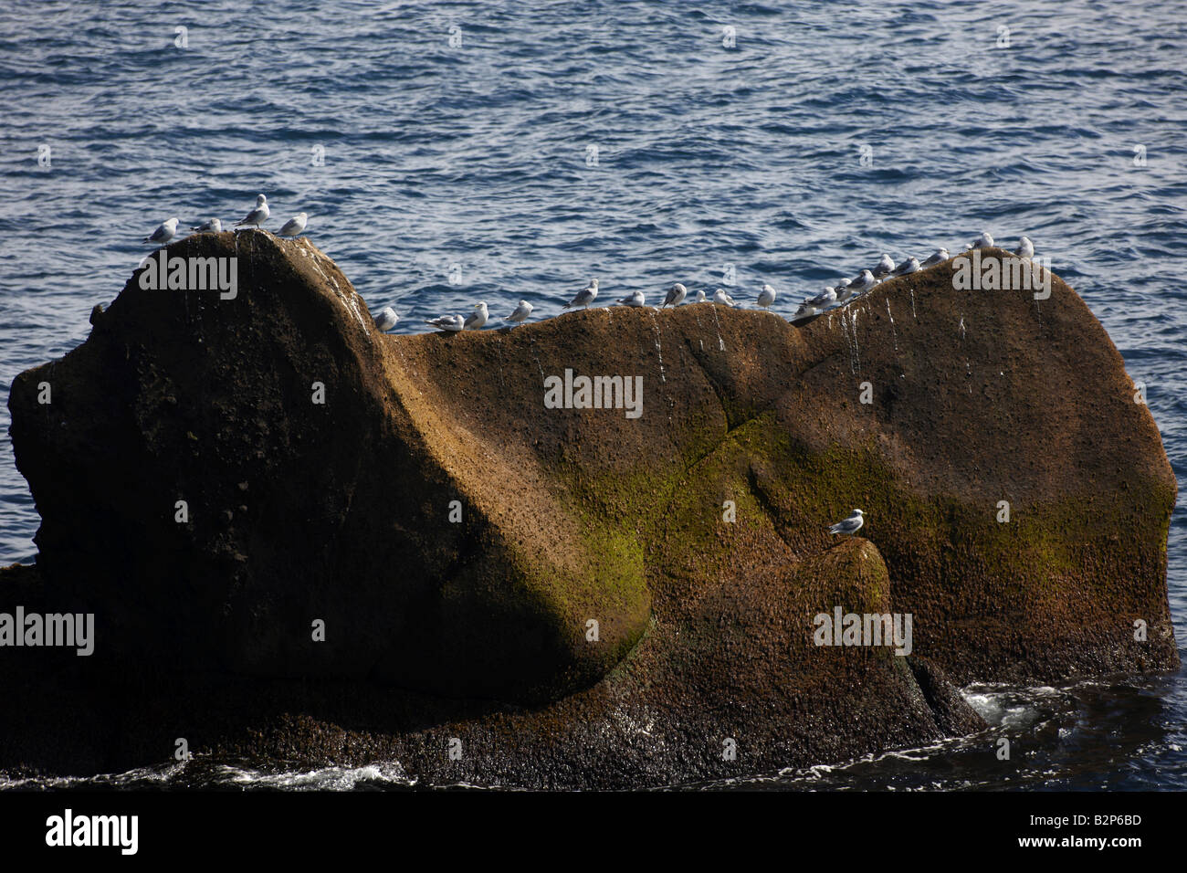 Stone birds hi-res stock photography and images - Alamy