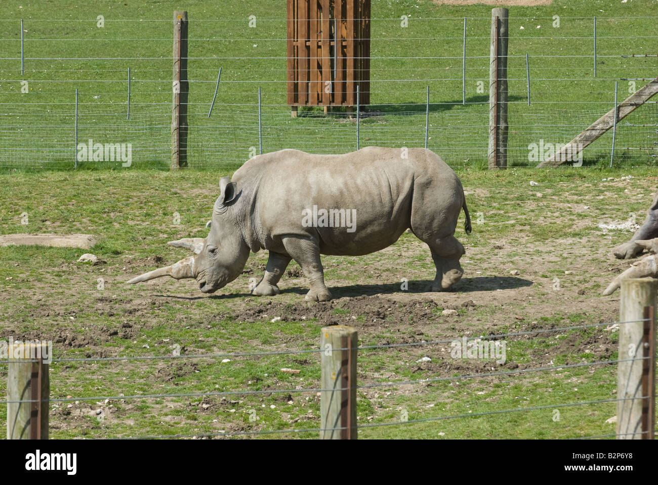 Rhino in captivity Stock Photo - Alamy