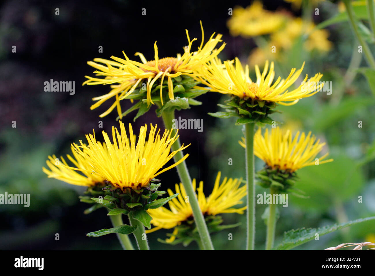 Inula magnifica hi-res stock photography and images - Alamy