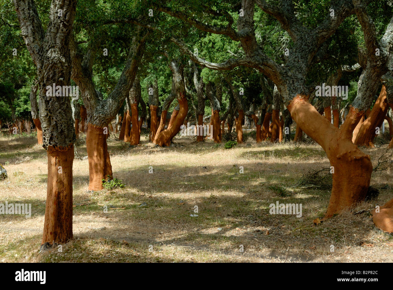 Recently harvested cork trees in Sardinia Stock Photo - Alamy