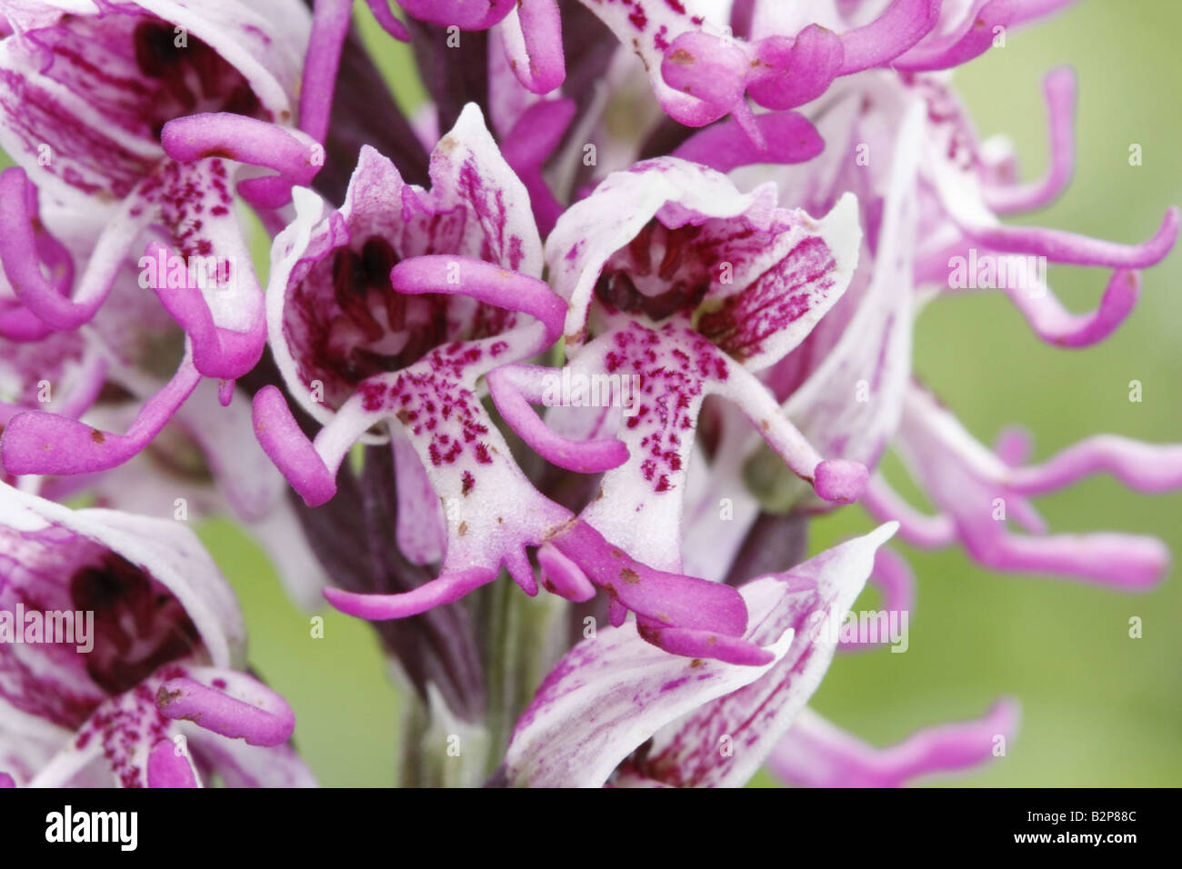 Monkey orchid flowers hi-res stock photography and images - Alamy