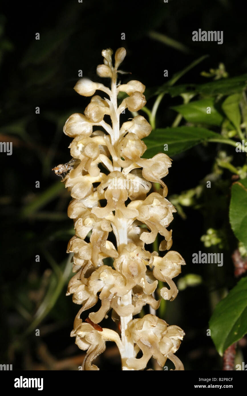 Flower head of a bird's-nest orchid, neottia nidus-avis Stock Photo - Alamy