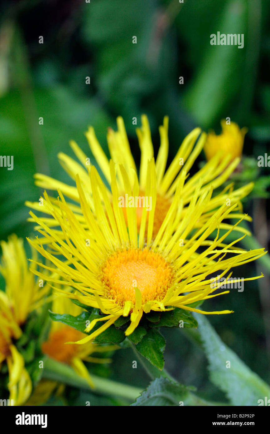 Inula magnifica hi-res stock photography and images - Alamy