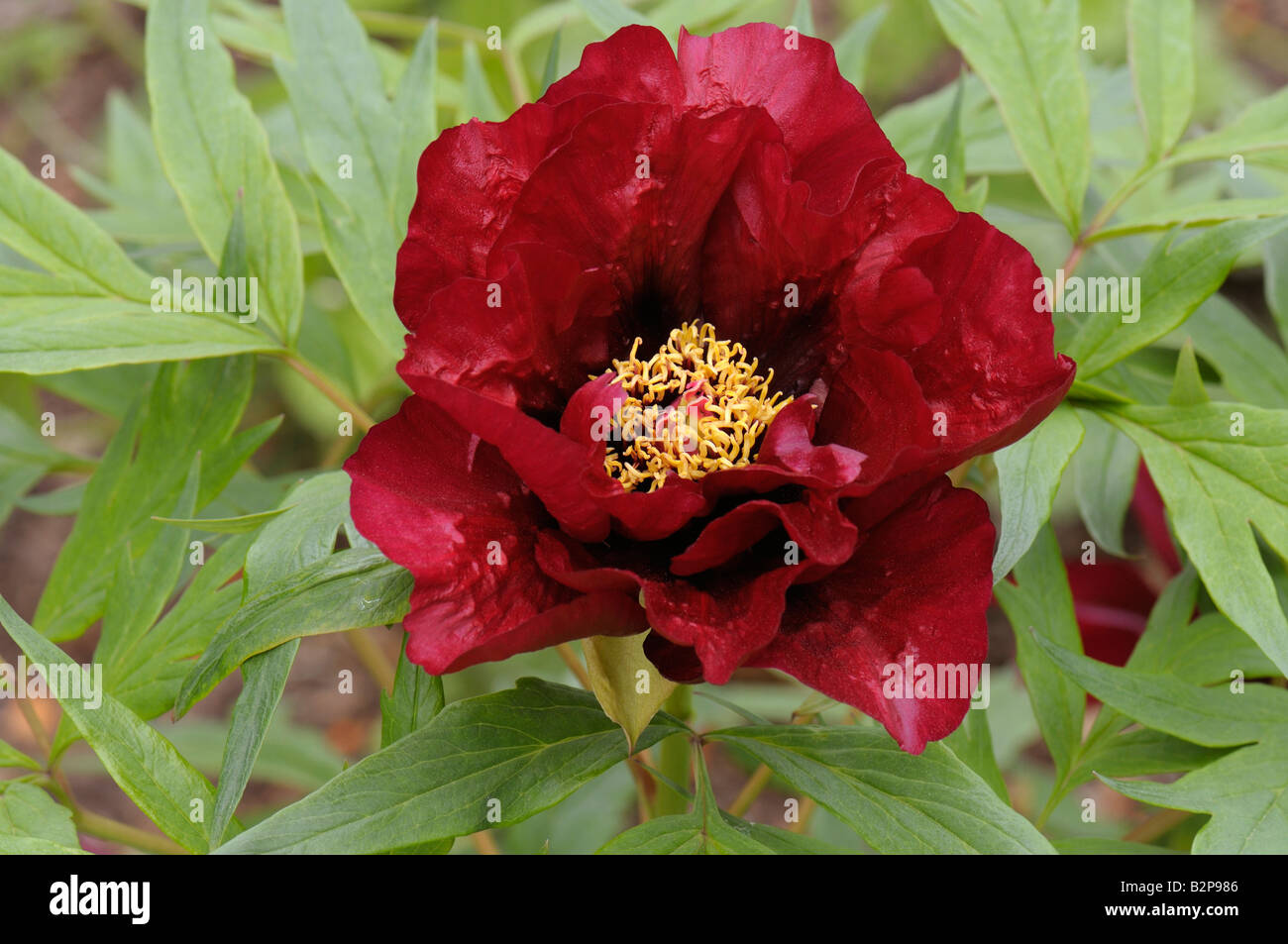 Tree Paeony (Paeonia Black Pirate), flower Stock Photo - Alamy