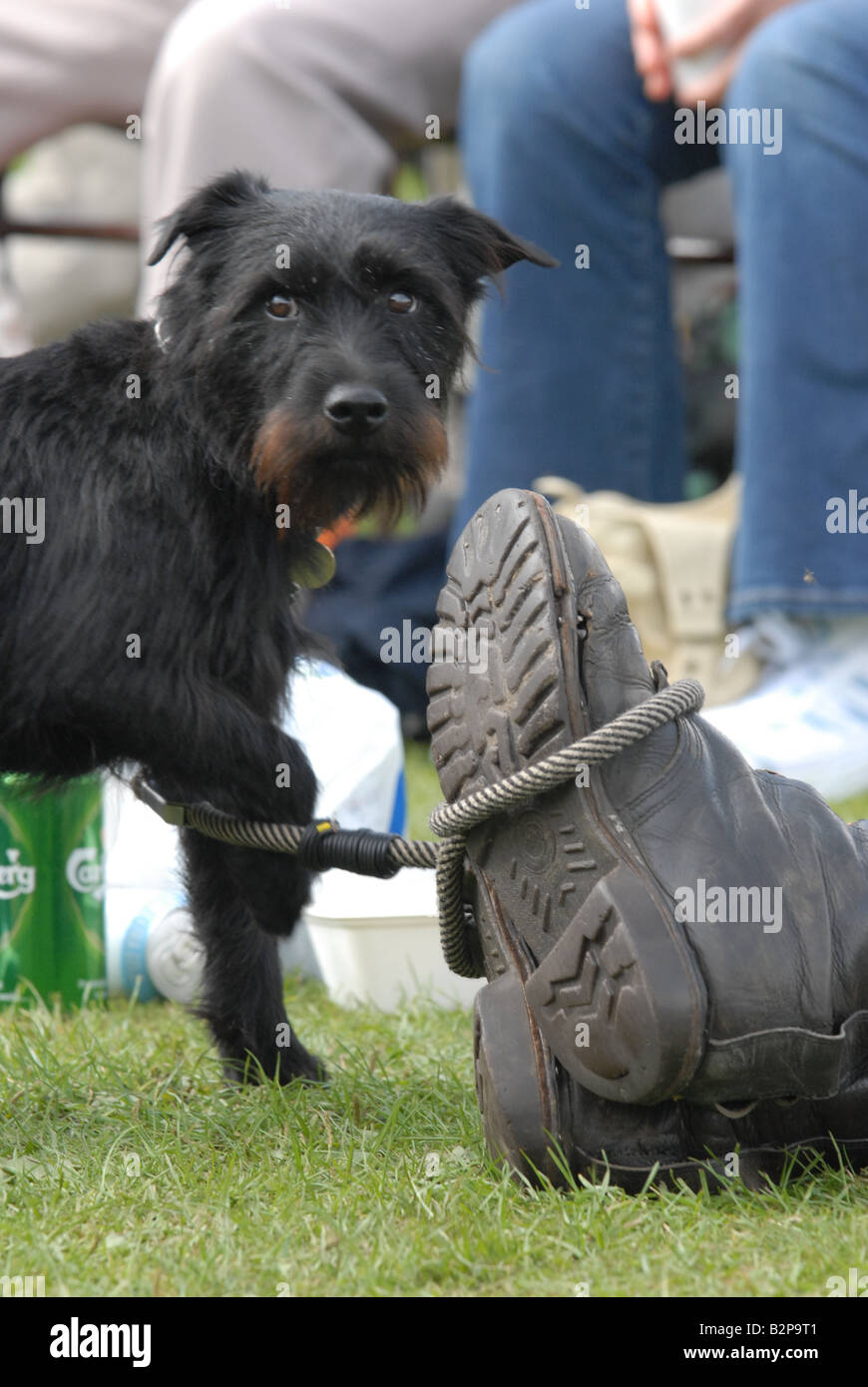 Fell terrier hi-res stock photography and images - Alamy