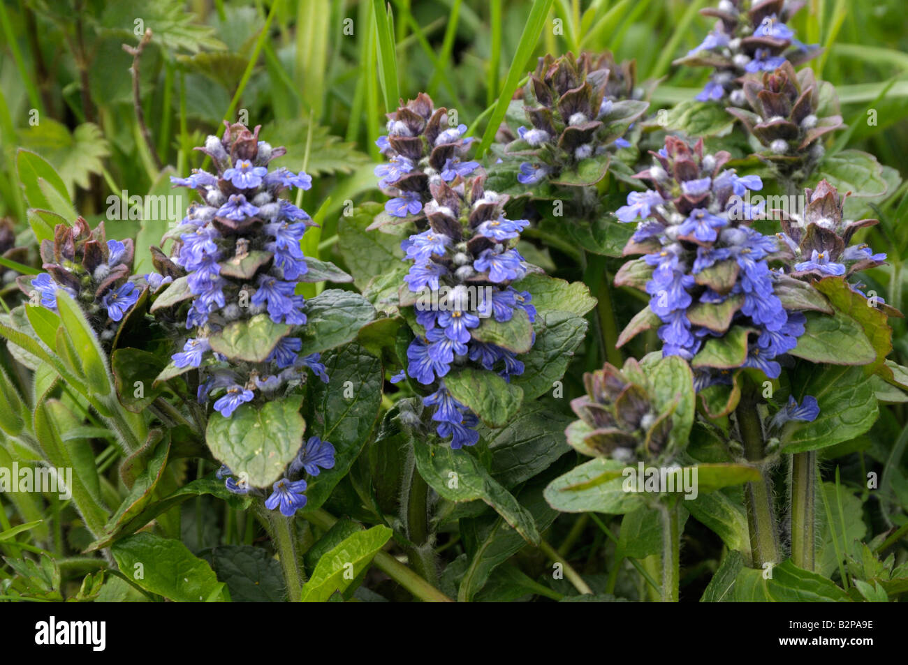 Ajuga reptans bugle medicinal plant hi-res stock photography and images ...