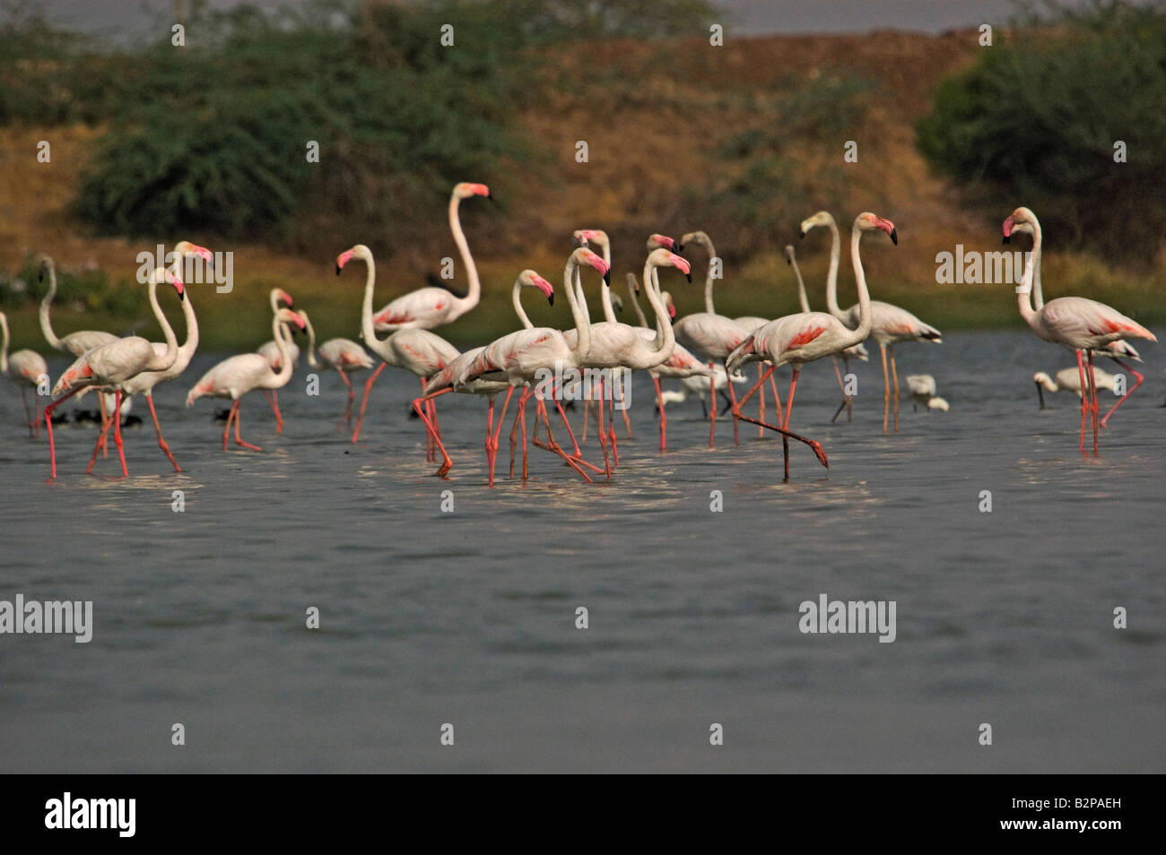 Indian flamingos hi-res stock photography and images - Alamy