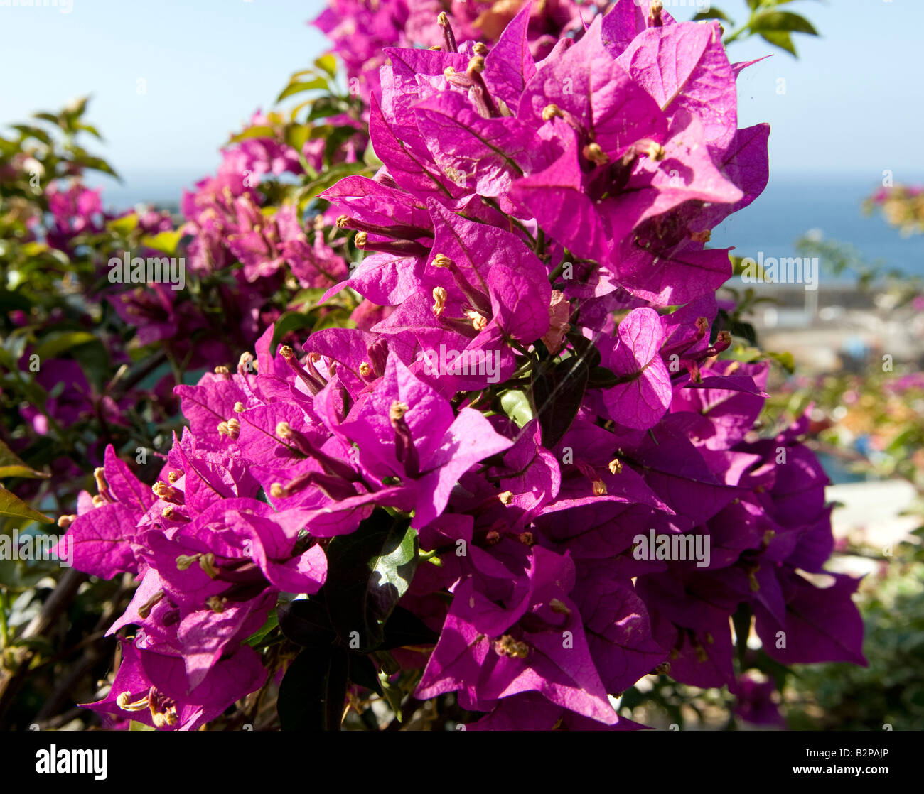 Dania hi-res stock photography and images - Alamy