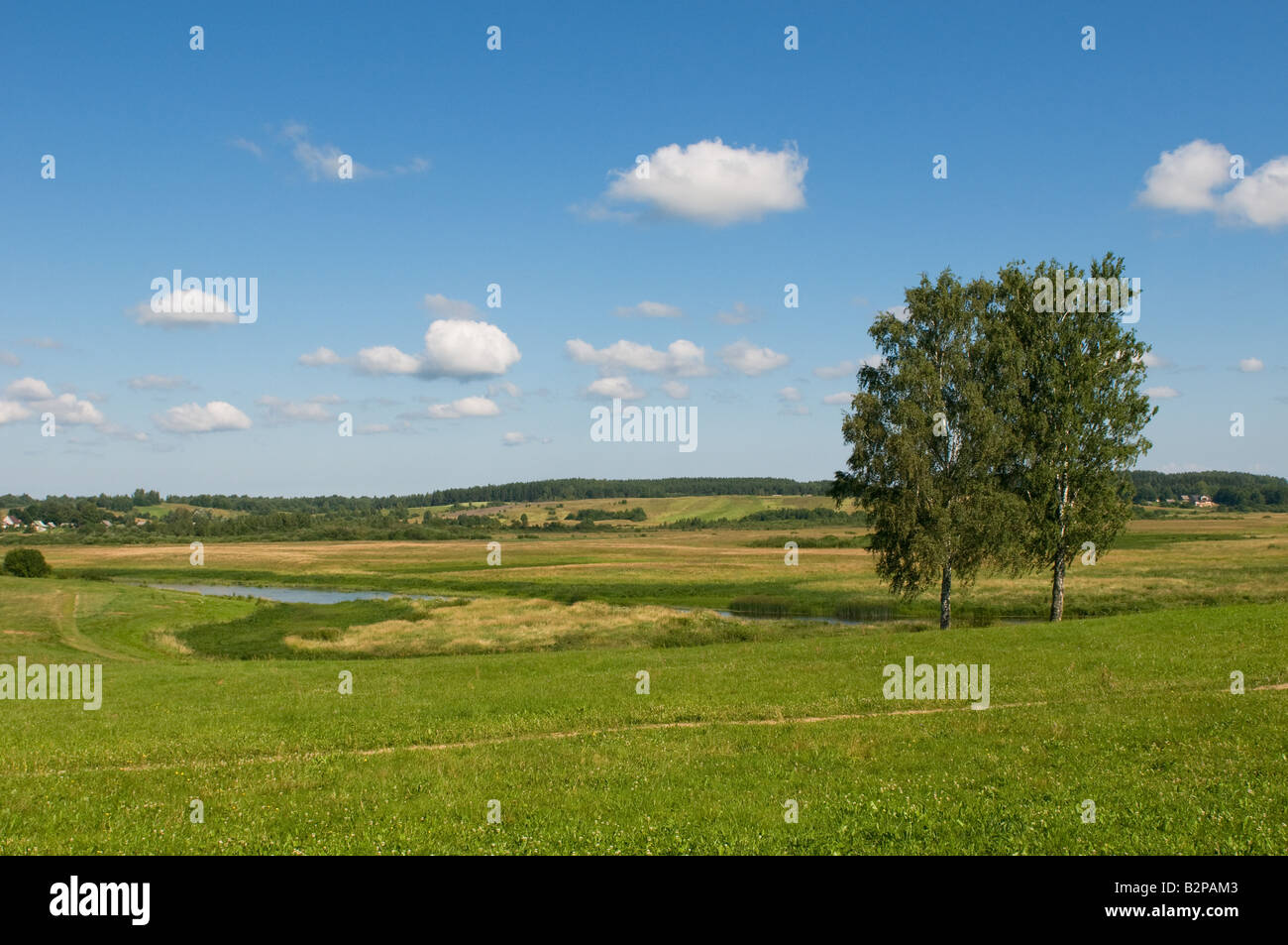 Two birch trees hi-res stock photography and images - Alamy