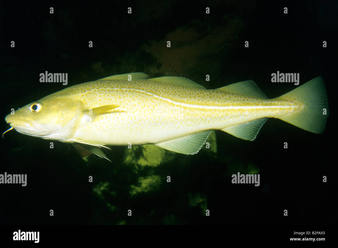 Atlantic Cod Fish High Resolution Stock Photography and Images - Alamy