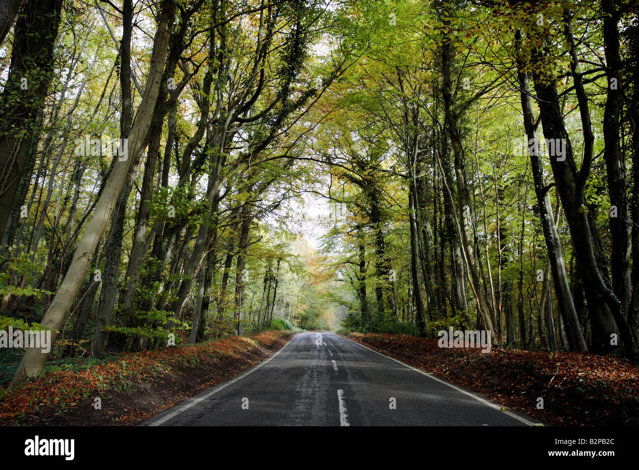 Woodland lane hi-res stock photography and images - Alamy