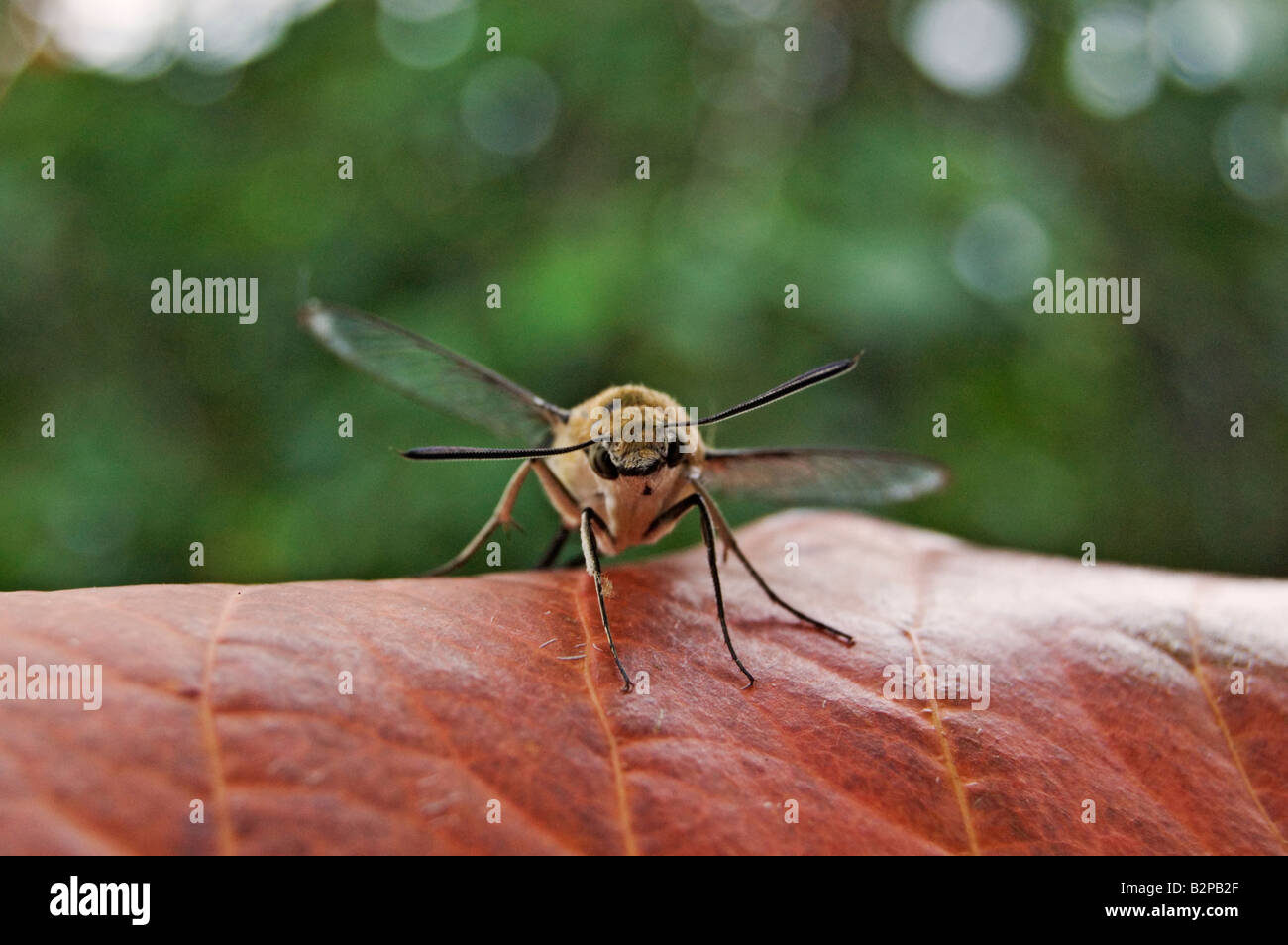 Sphingid moth hi-res stock photography and images - Alamy