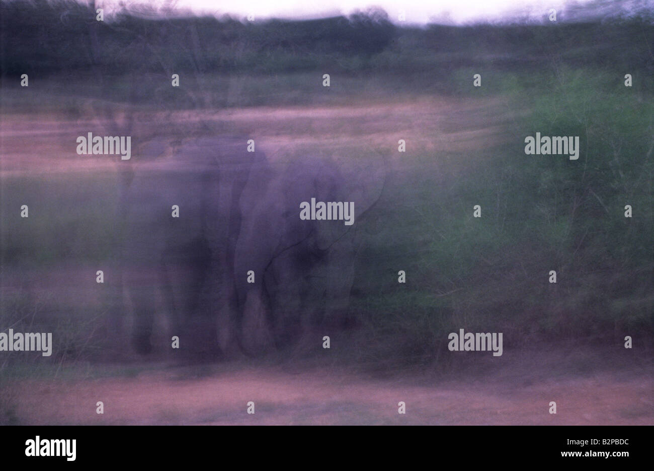 two elephants stand in the kruger national park in dim evening light ...