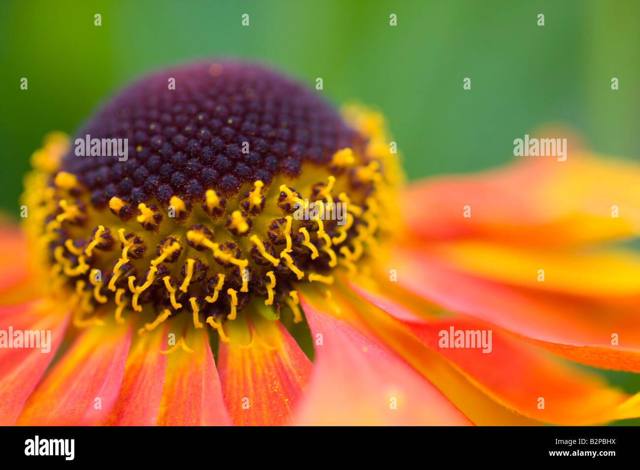 Helenium Rubinzwerg AGM flower close up Stock Photo - Alamy