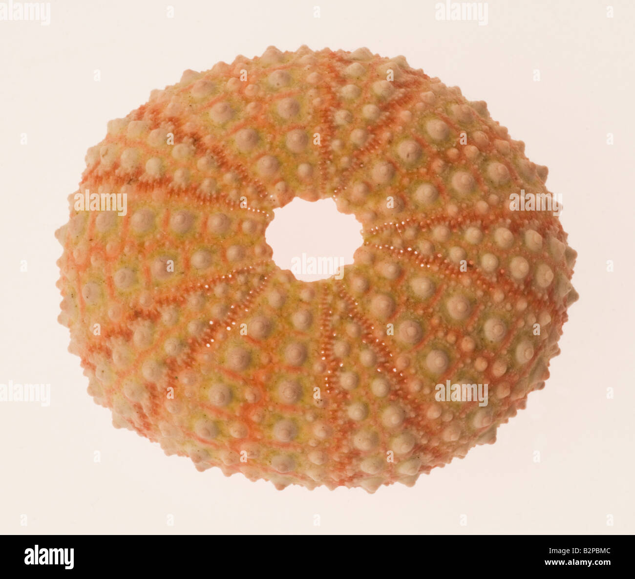 Pink Sea urchin Stock Photo - Alamy