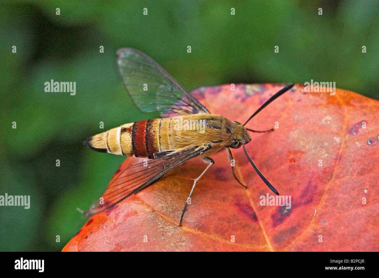 Sphingid moth hi-res stock photography and images - Alamy