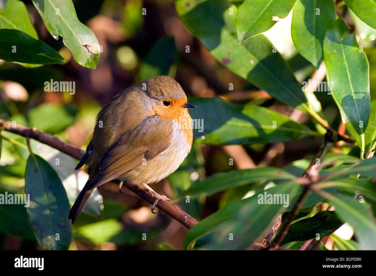 A European robin is having a quite time on a branch in recreation park ...