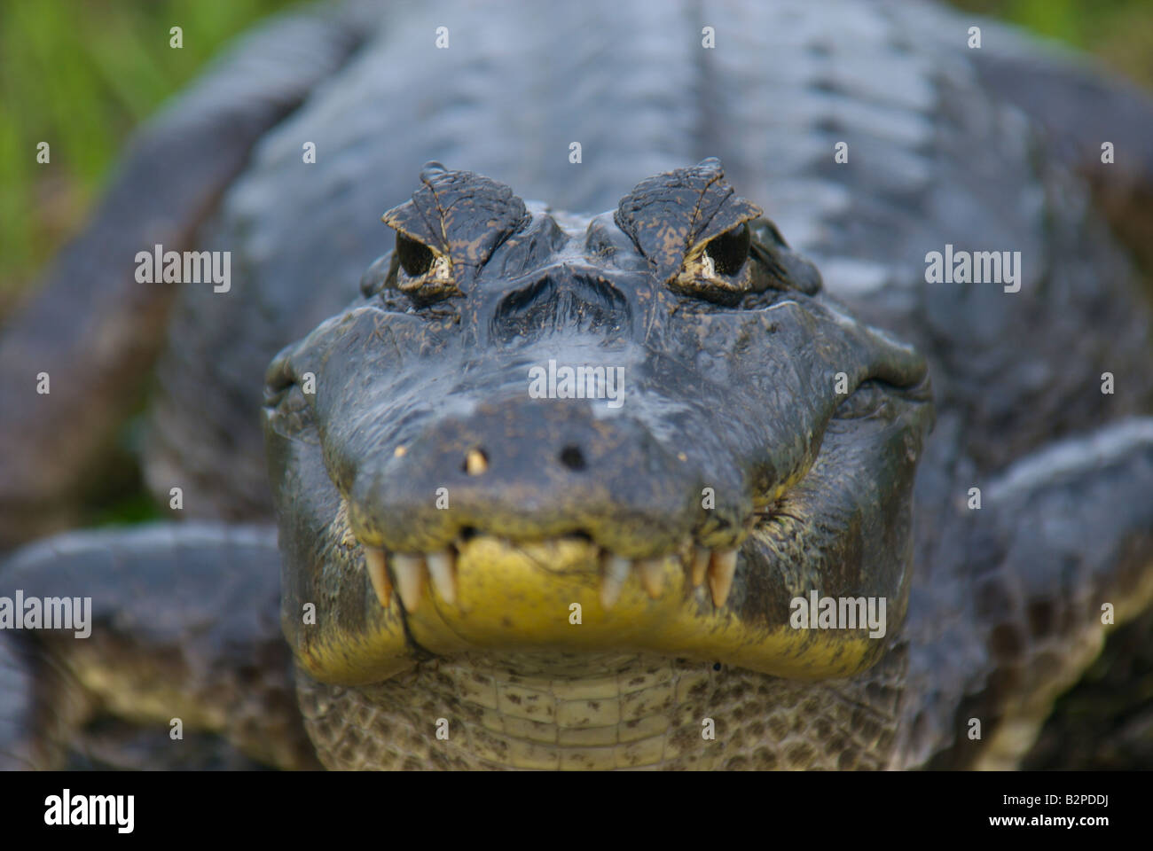 Pantanal caiman eating fish hi-res stock photography and images - Alamy