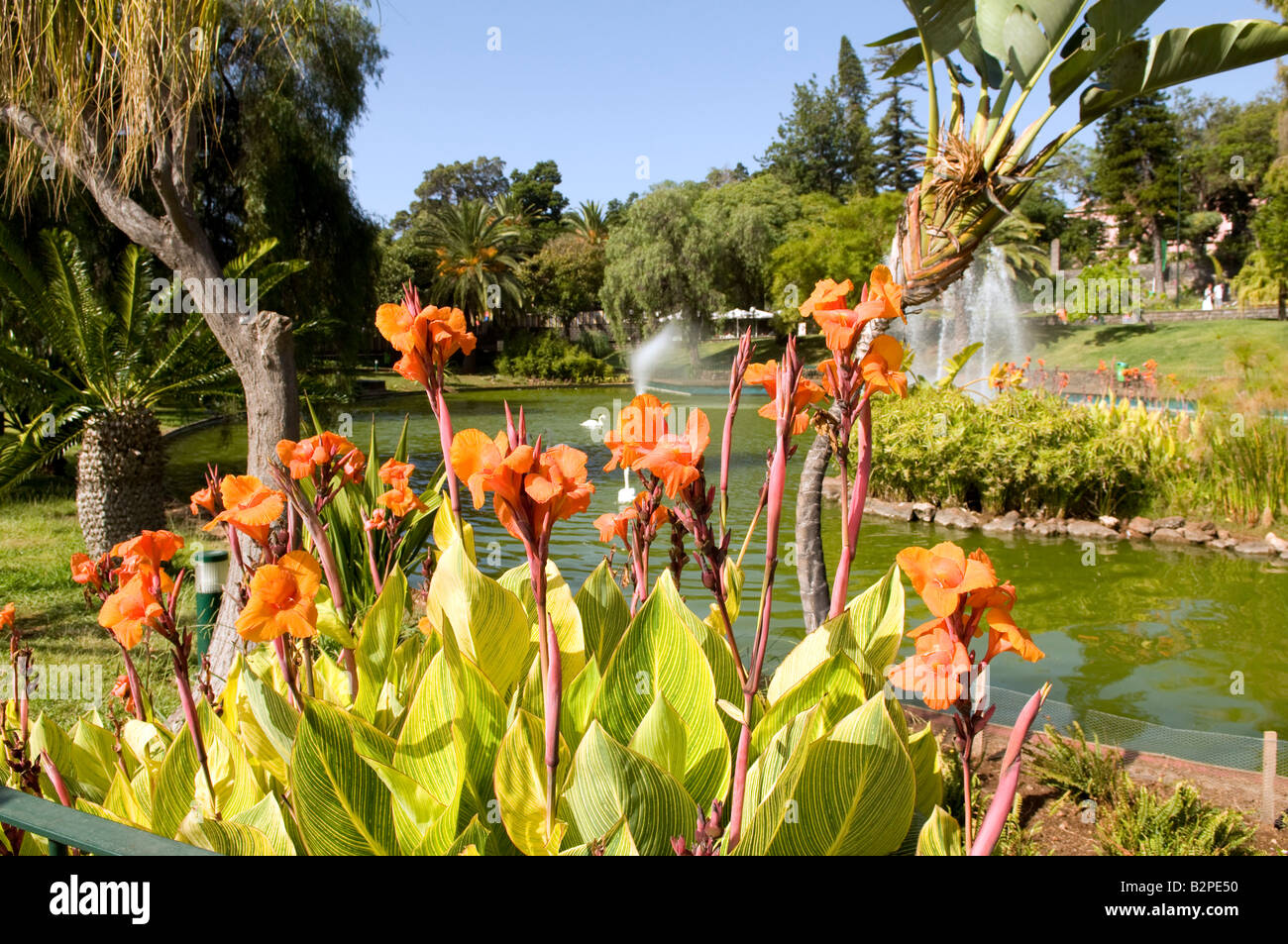 Bloom orange canna flower hi-res stock photography and images - Alamy