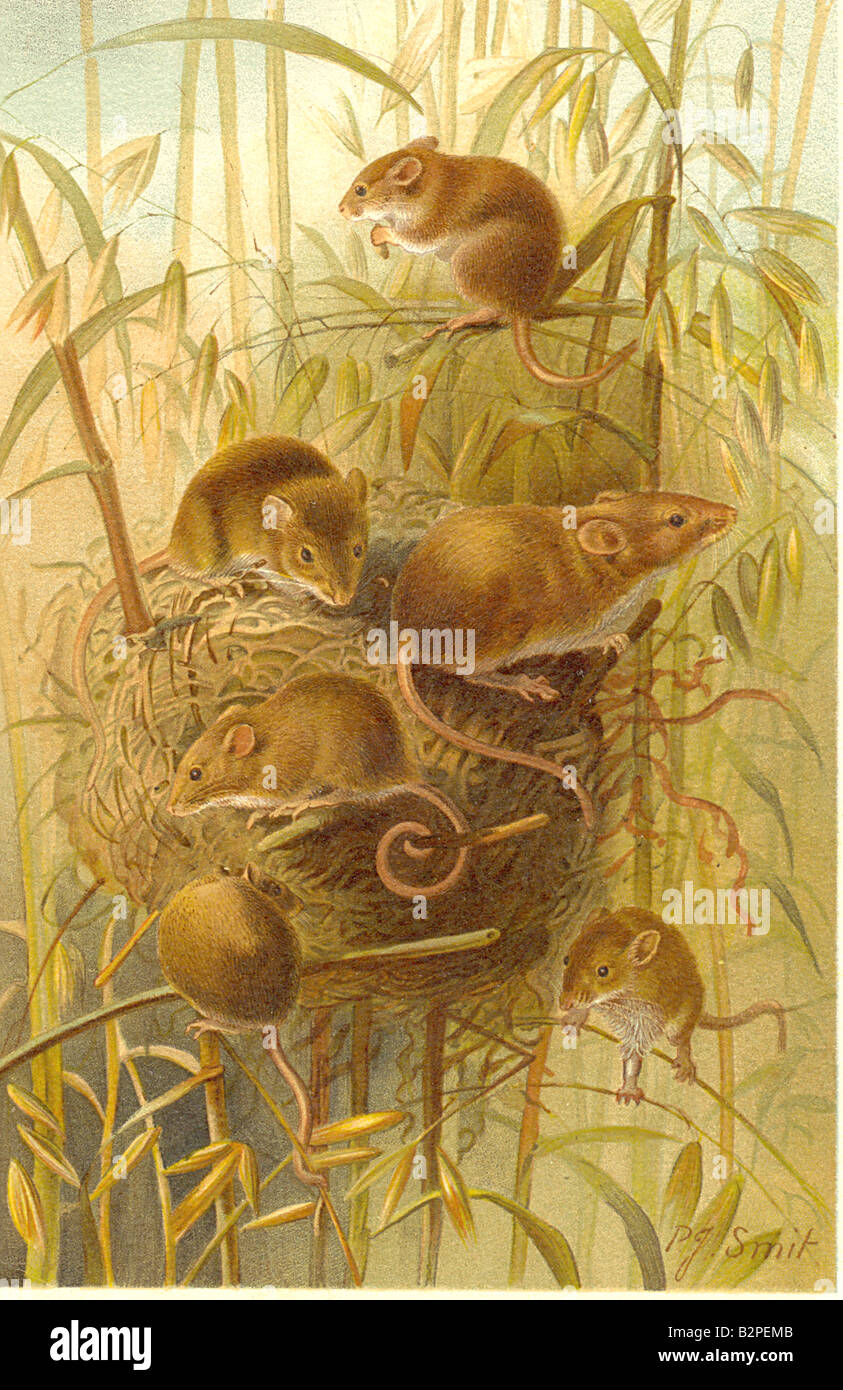 Chromolithograph titled Harvest Mouse by P J Smit Stock Photo - Alamy