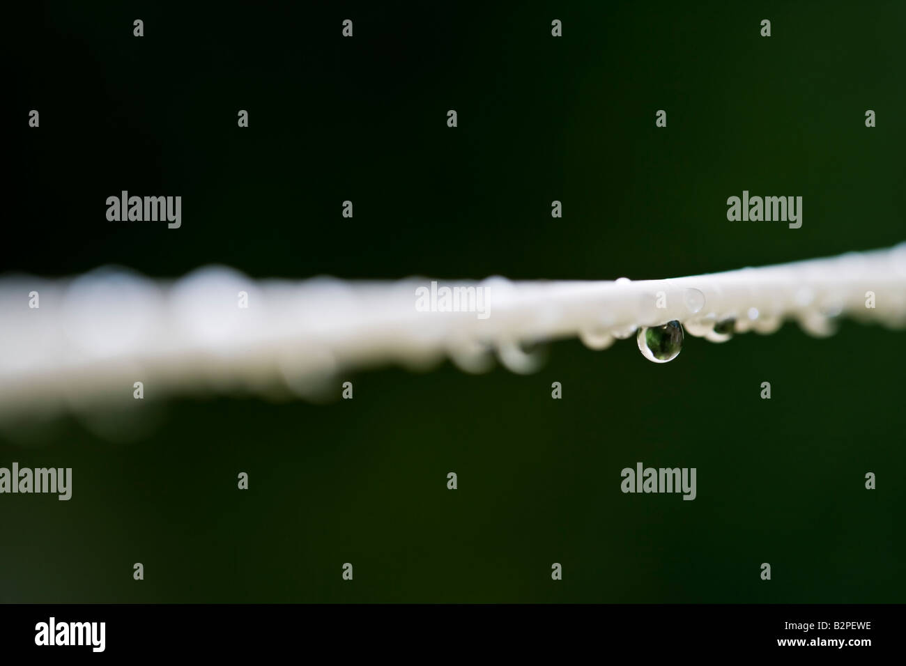 Drips of water on an empty white washing line Stock Photo - Alamy