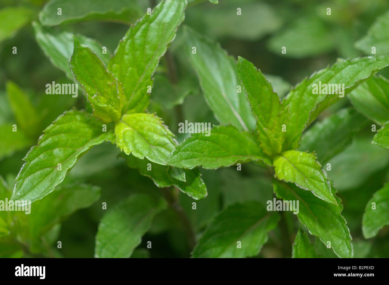 Peppermint (Mentha x piperita), variety; Mitcham, leaves Stock Photo ...