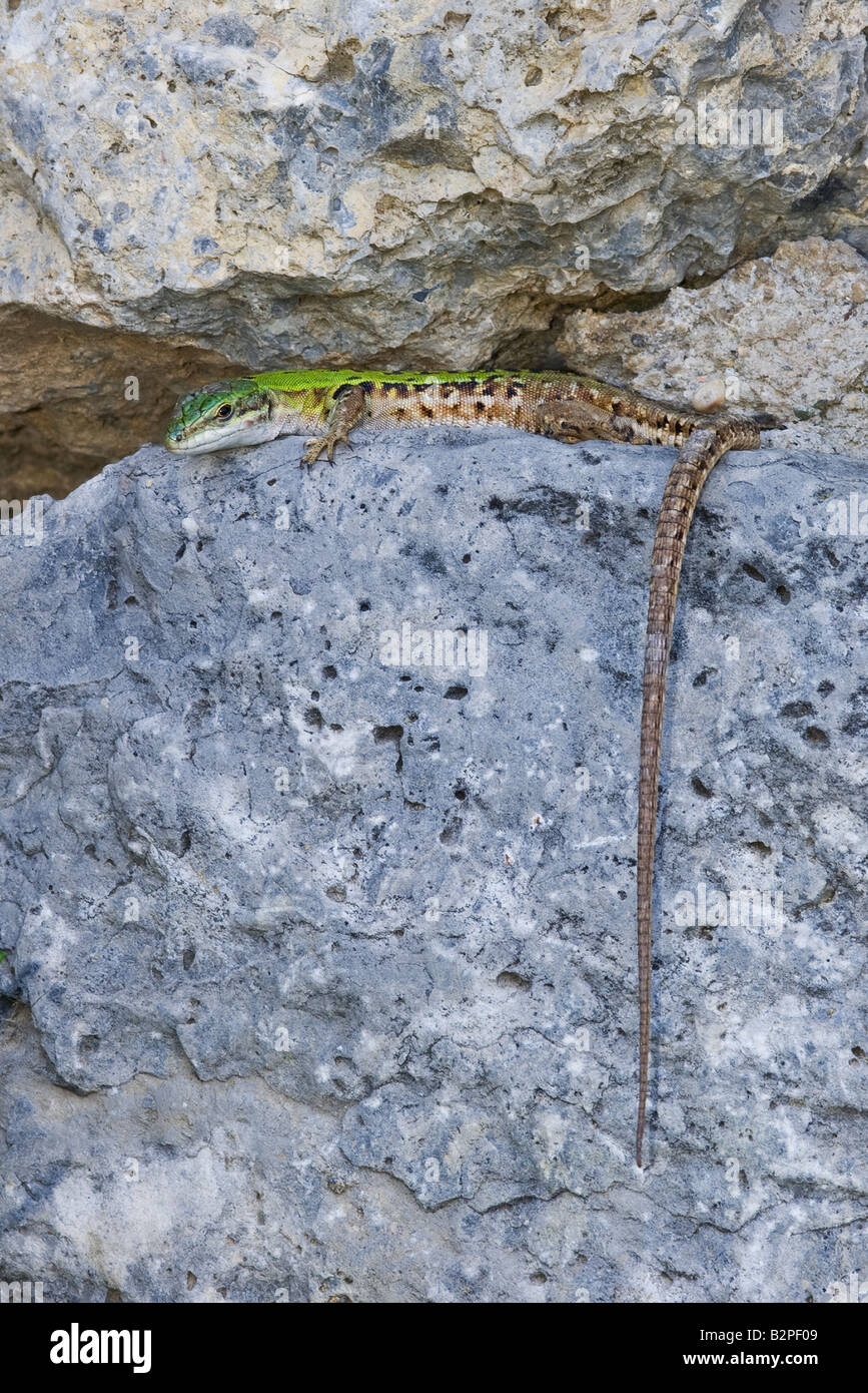 Italian Wall Lizard Tuscany, Italy Stock Photo - Alamy