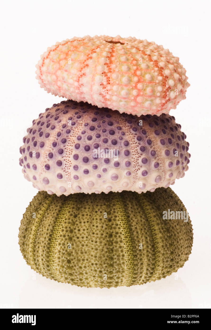 Sea urchin hi-res stock photography and images - Alamy