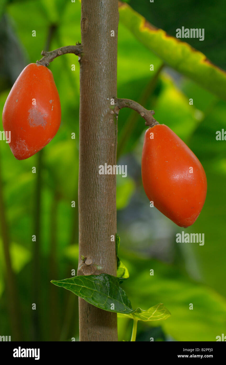 Monoica plant hi-res stock photography and images - Alamy