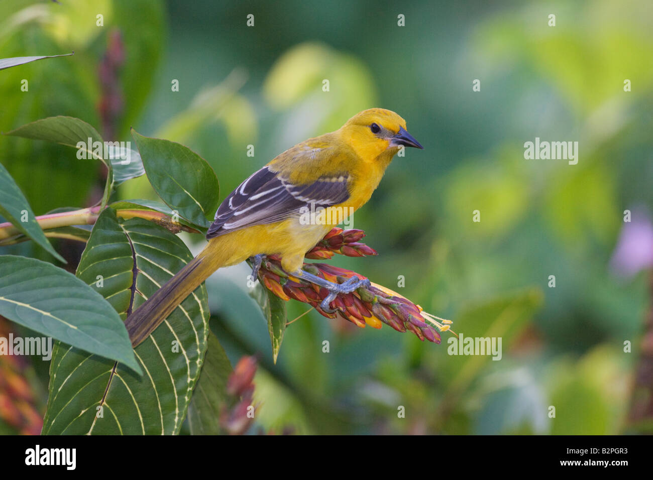 Yellow oriole hi-res stock photography and images - Alamy
