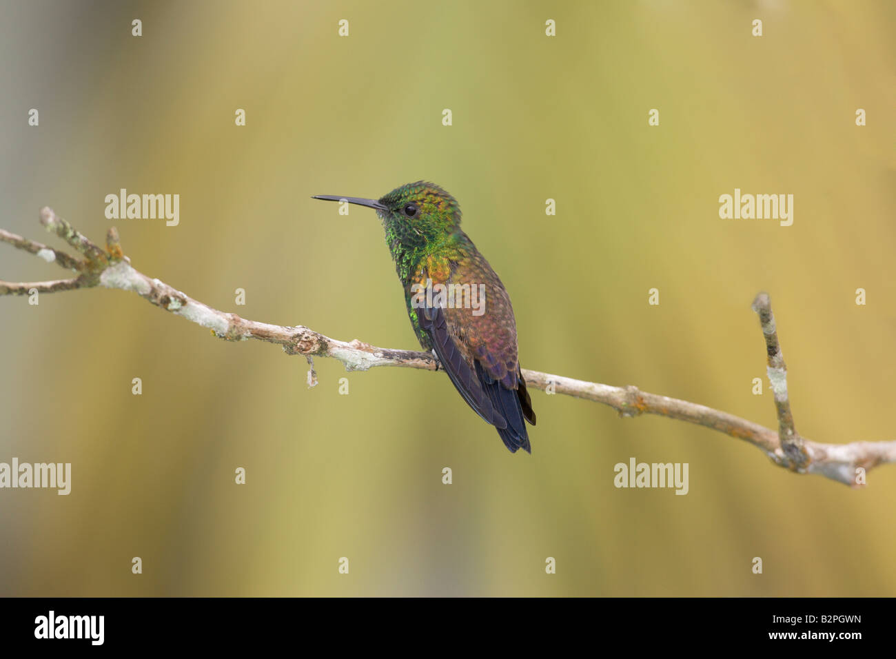 Copper-rumped Hummingbird Amazilia tobaci Stock Photo - Alamy