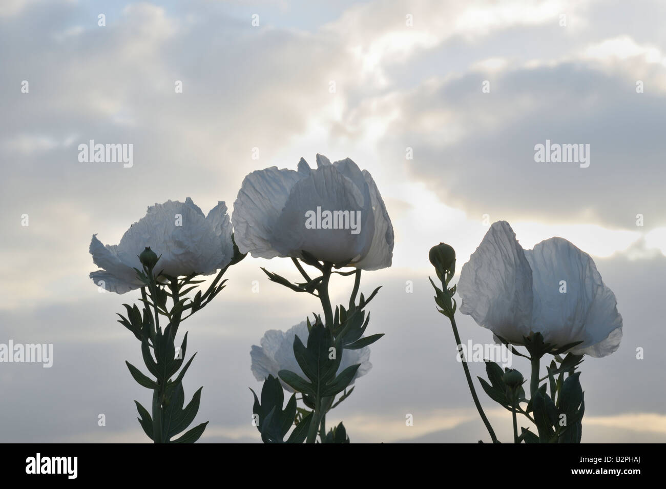 Matilija hi-res stock photography and images - Alamy