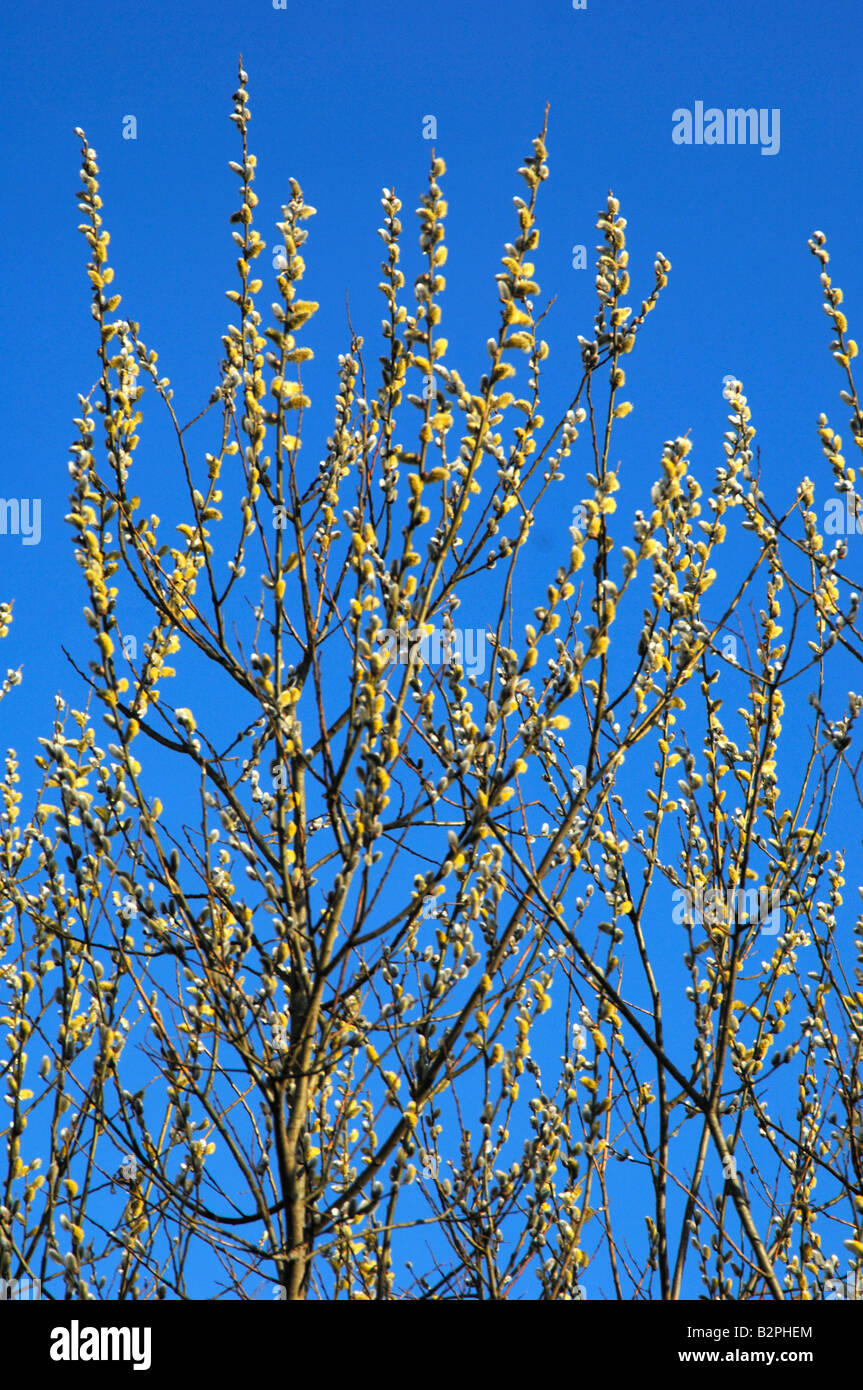 Goat Willow, Pussy Willow, Sallow (Salix petraea), flowering twigs ...