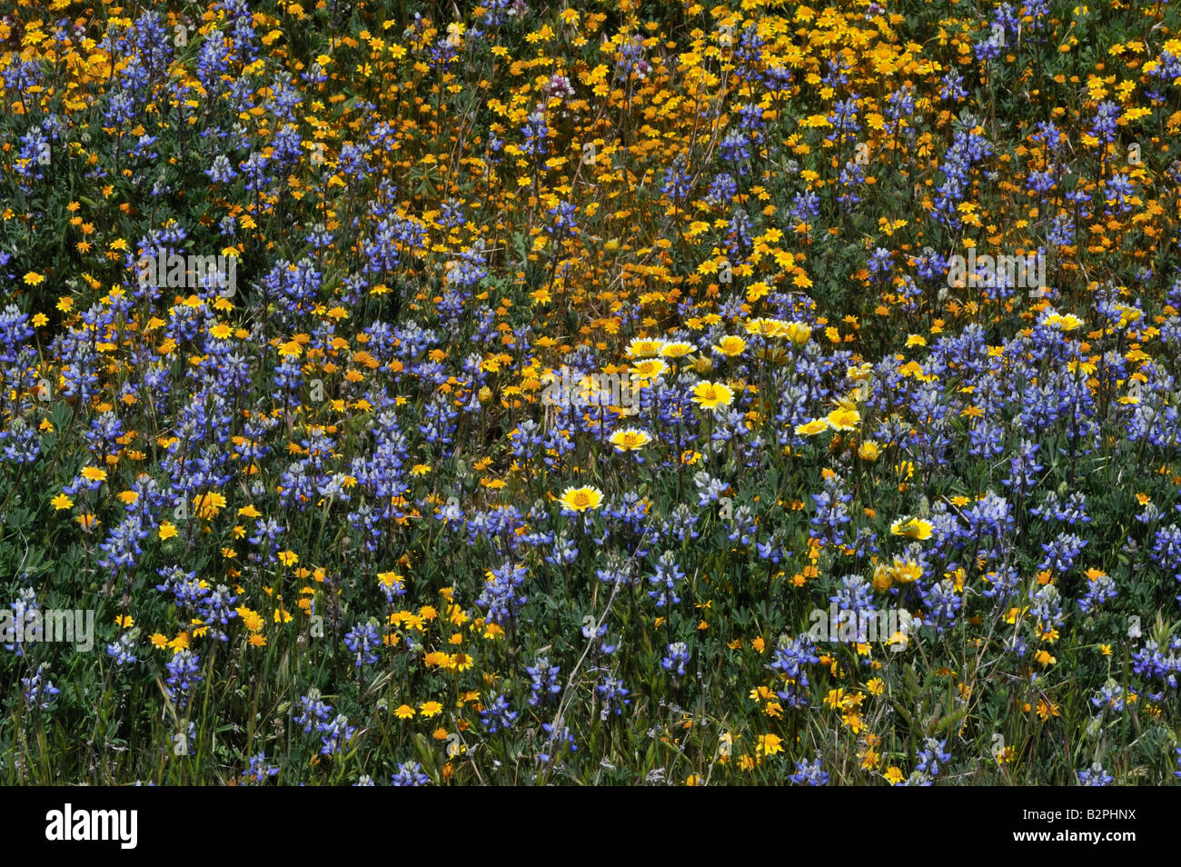 Goldfields Lasthenia sp Miniature lupine Lupinus bicolor Owl s clover ...