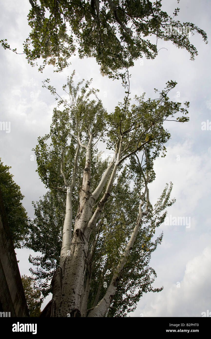 trees in Paris France Stock Photo - Alamy