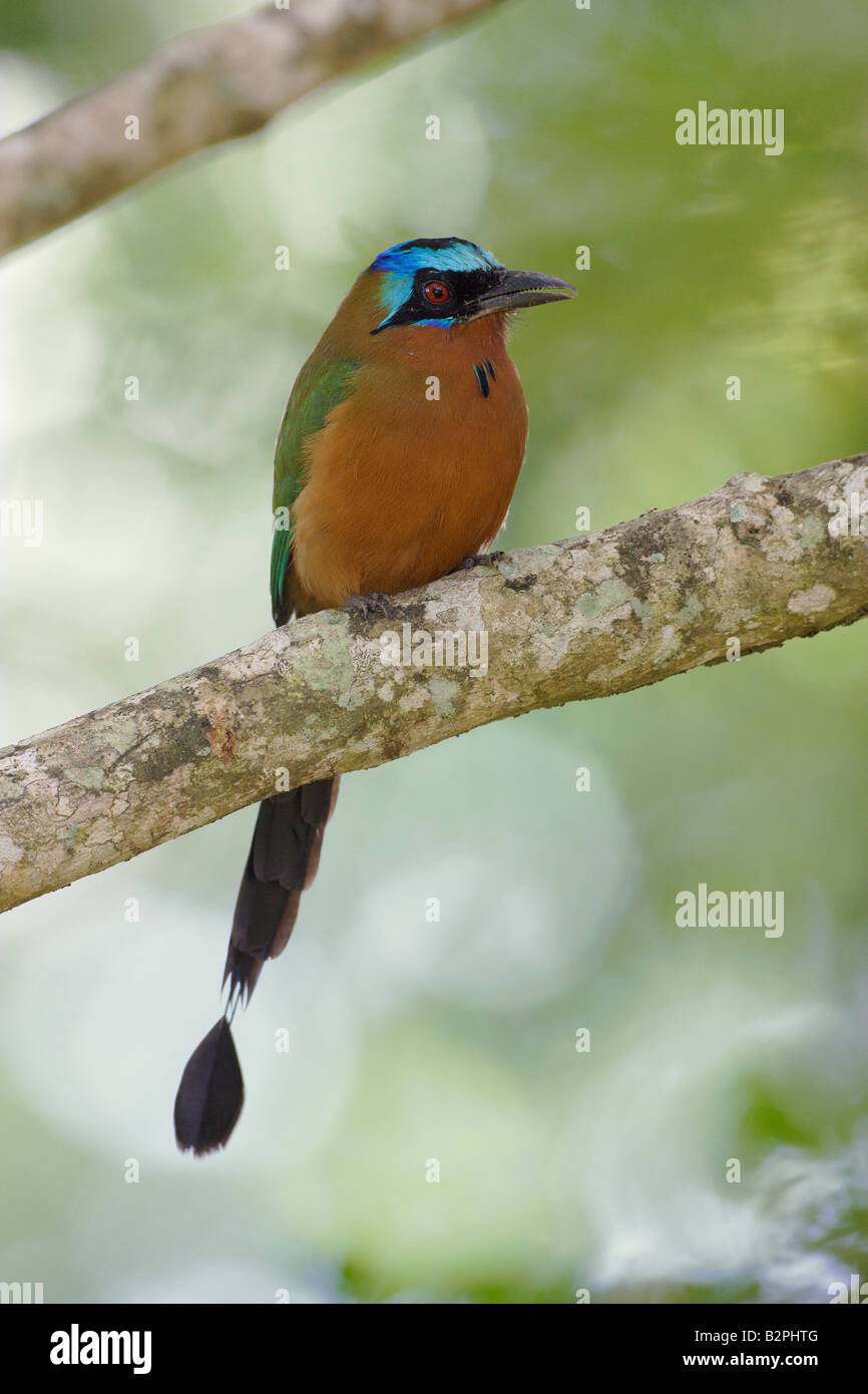 Mot mot hi-res stock photography and images - Alamy