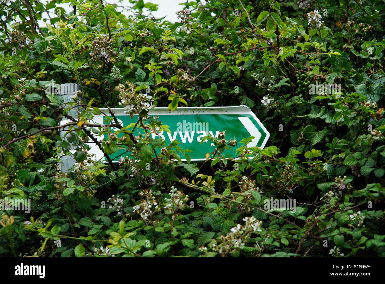 Tangle of brambles hi-res stock photography and images - Alamy